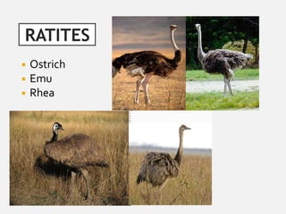 Introduction to Poultry and its categories | PPTX