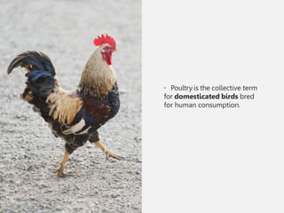 Introduction to Poultry and its categories | PPTX