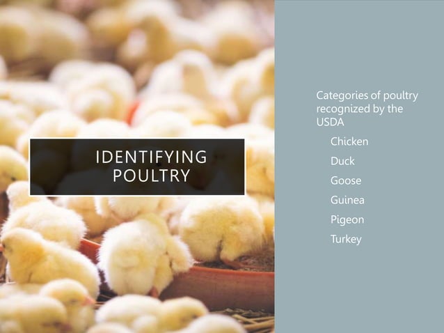 Introduction to Poultry and its categories | PPTX