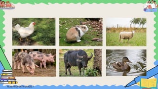 poultry and livestock.......................pptx