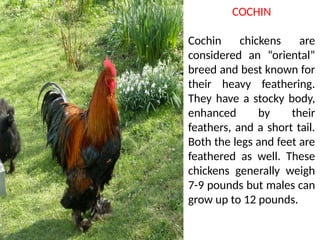 Poultrydgg gggggg ghgghghhhhggghghghhh.pptx