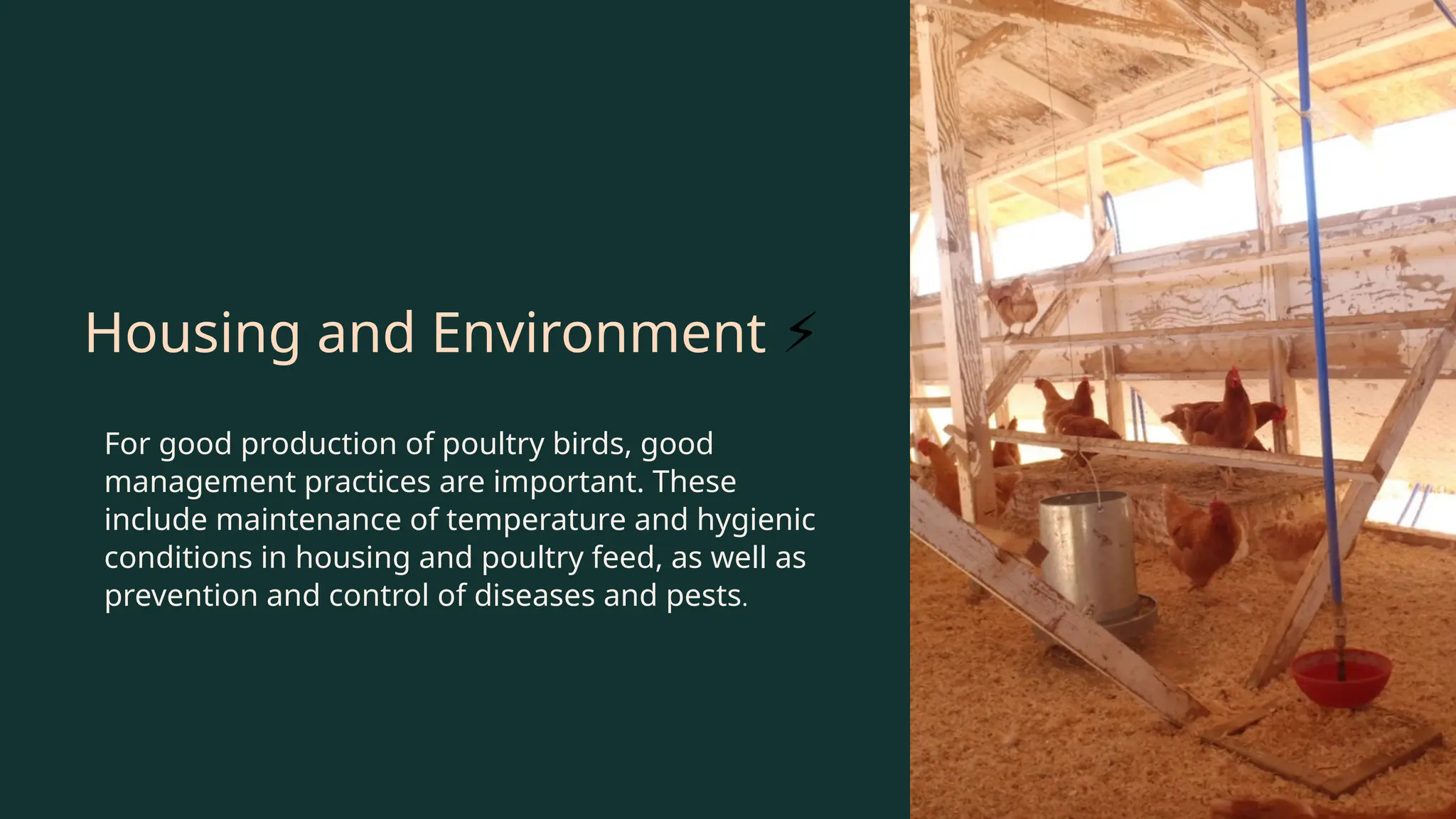 Poultry-Farming GOod ppt for 10th grades | PPTX