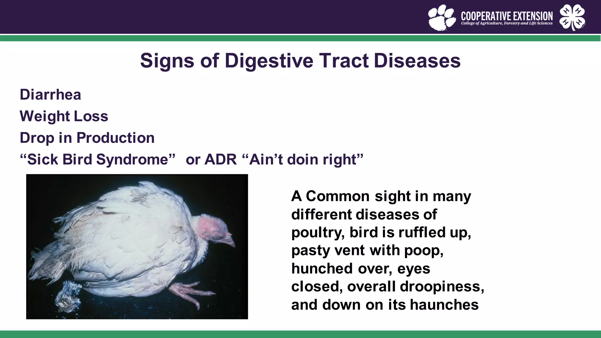 poultry-health-management.pdf