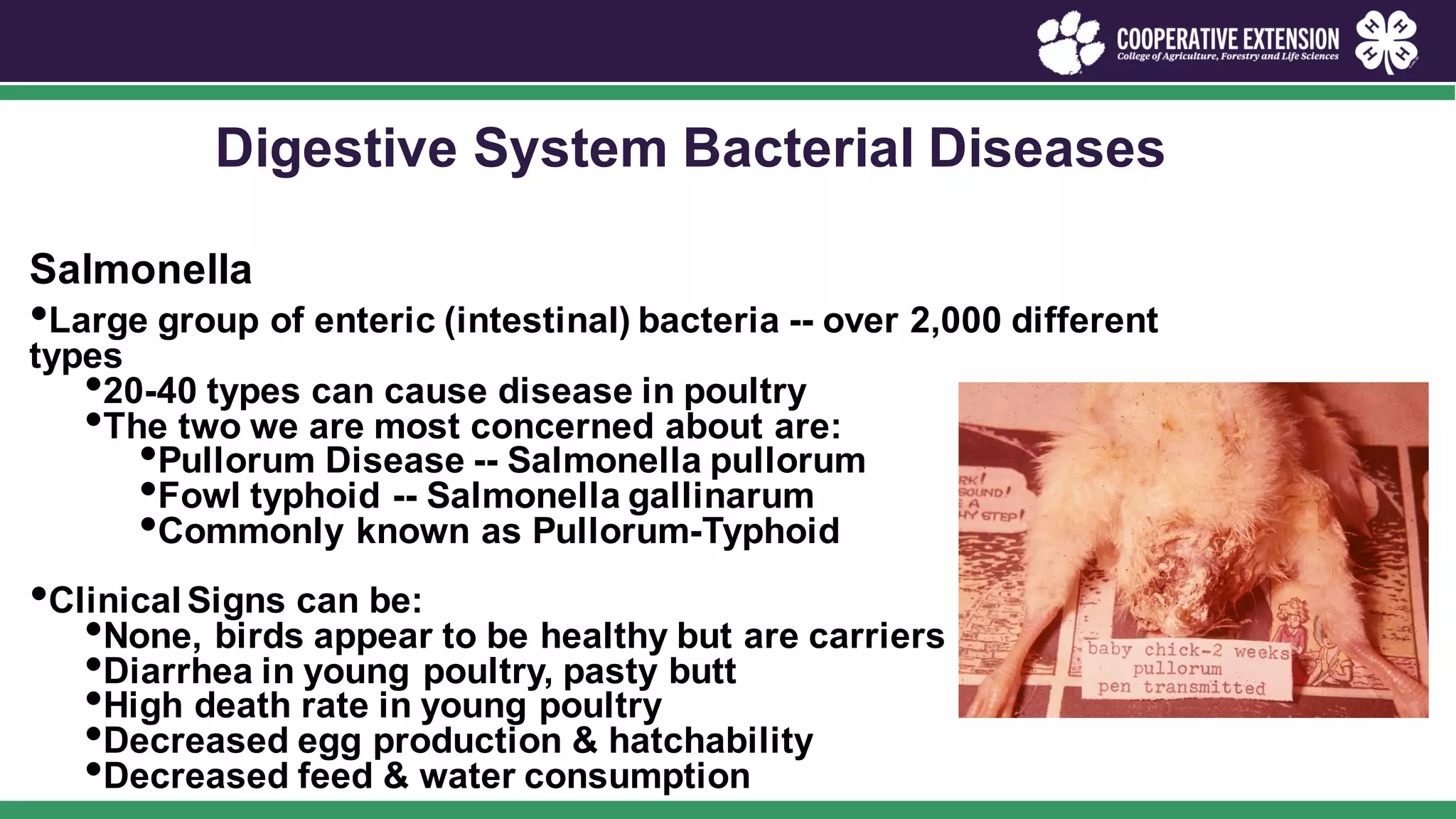 poultry-health-management.pdf