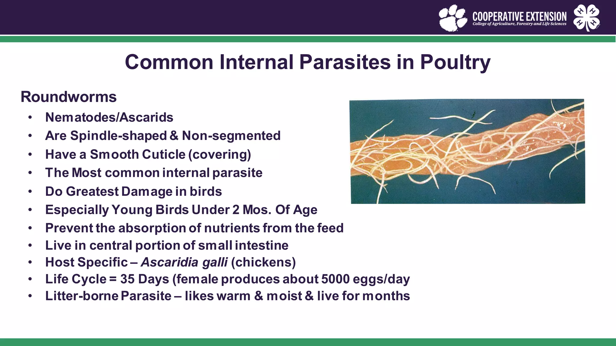 poultry-health-management.pdf
