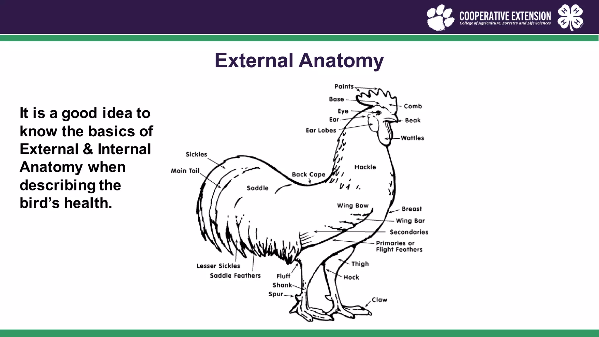 poultry-health-management.pdf