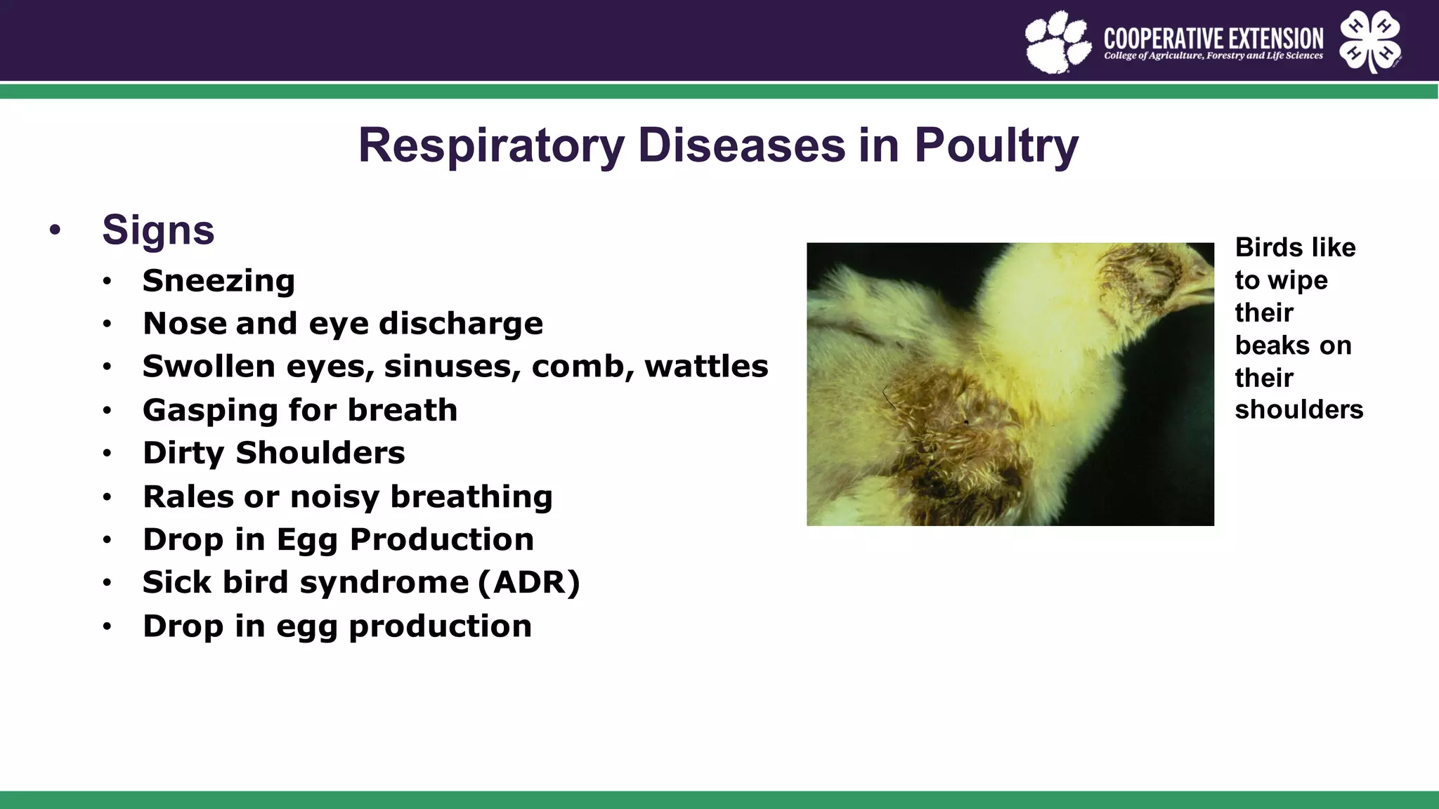 poultry-health-management.pdf
