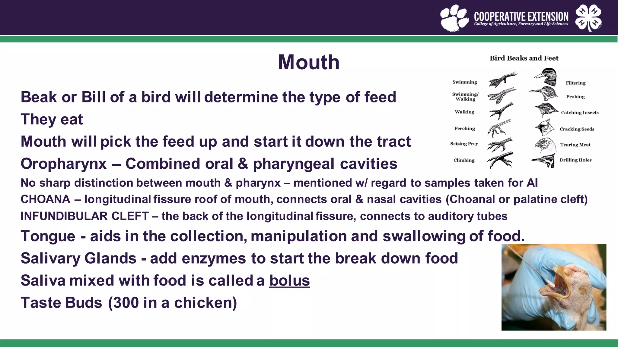 poultry-health-management.pdf
