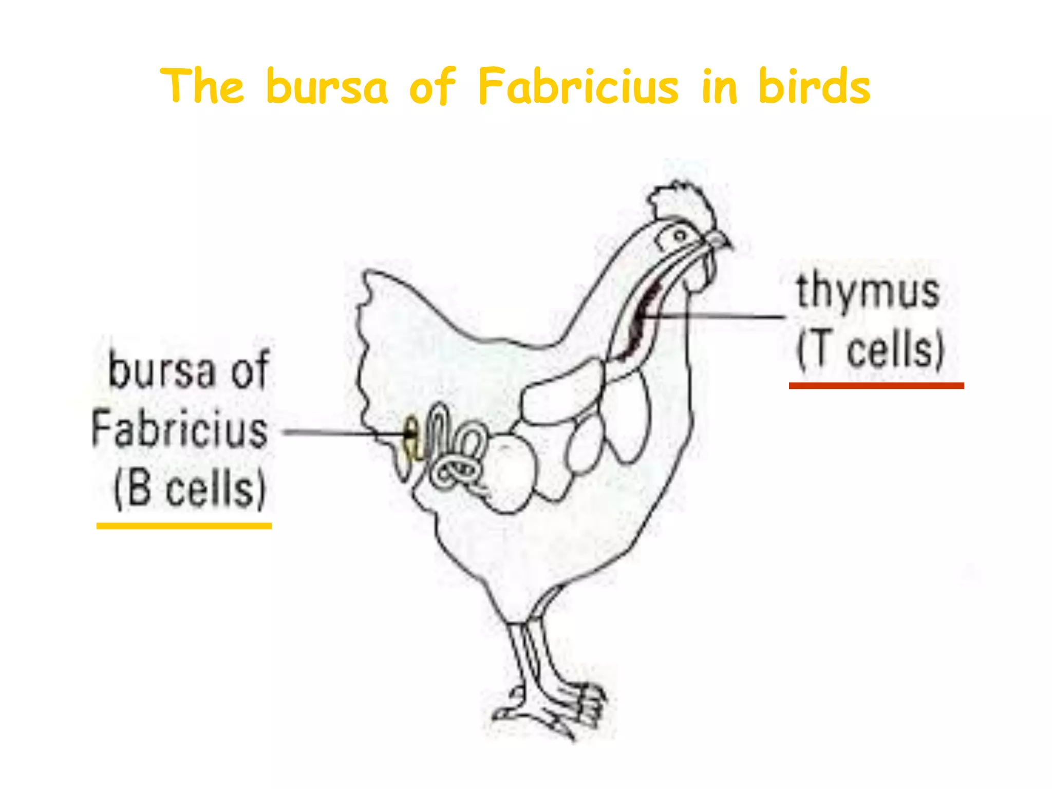Poultry immune response | PPTX