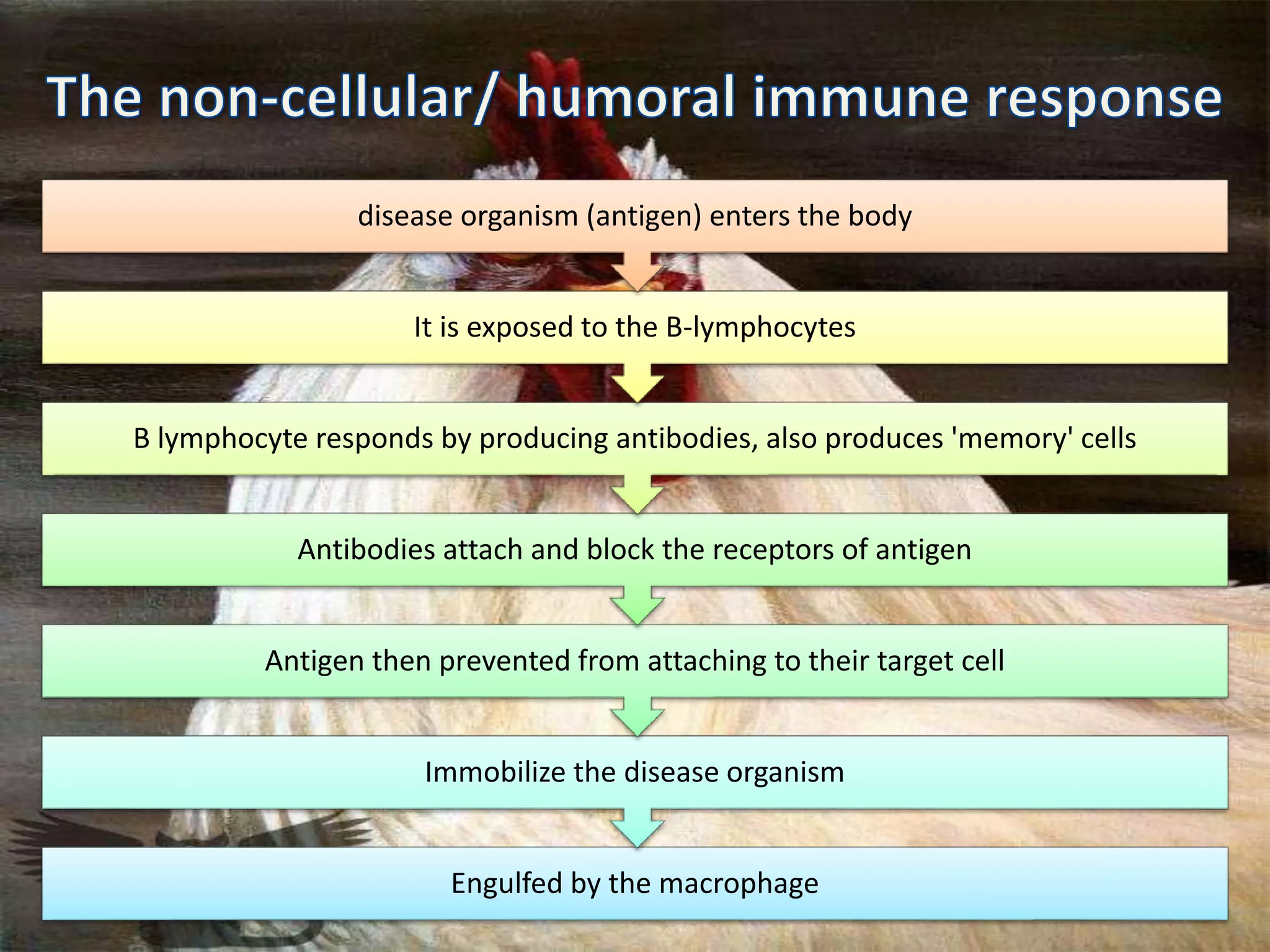 Poultry immune response | PPTX