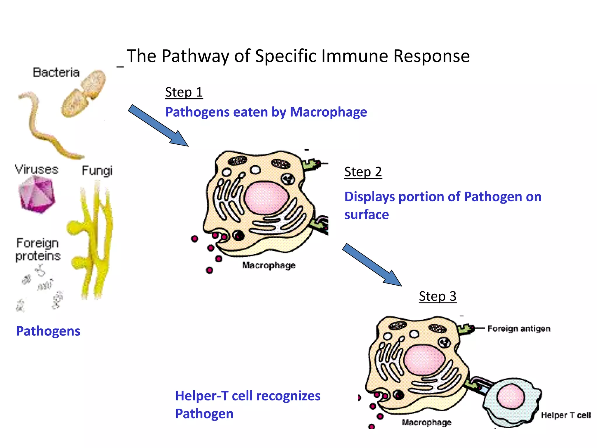 Poultry immune response | PPTX