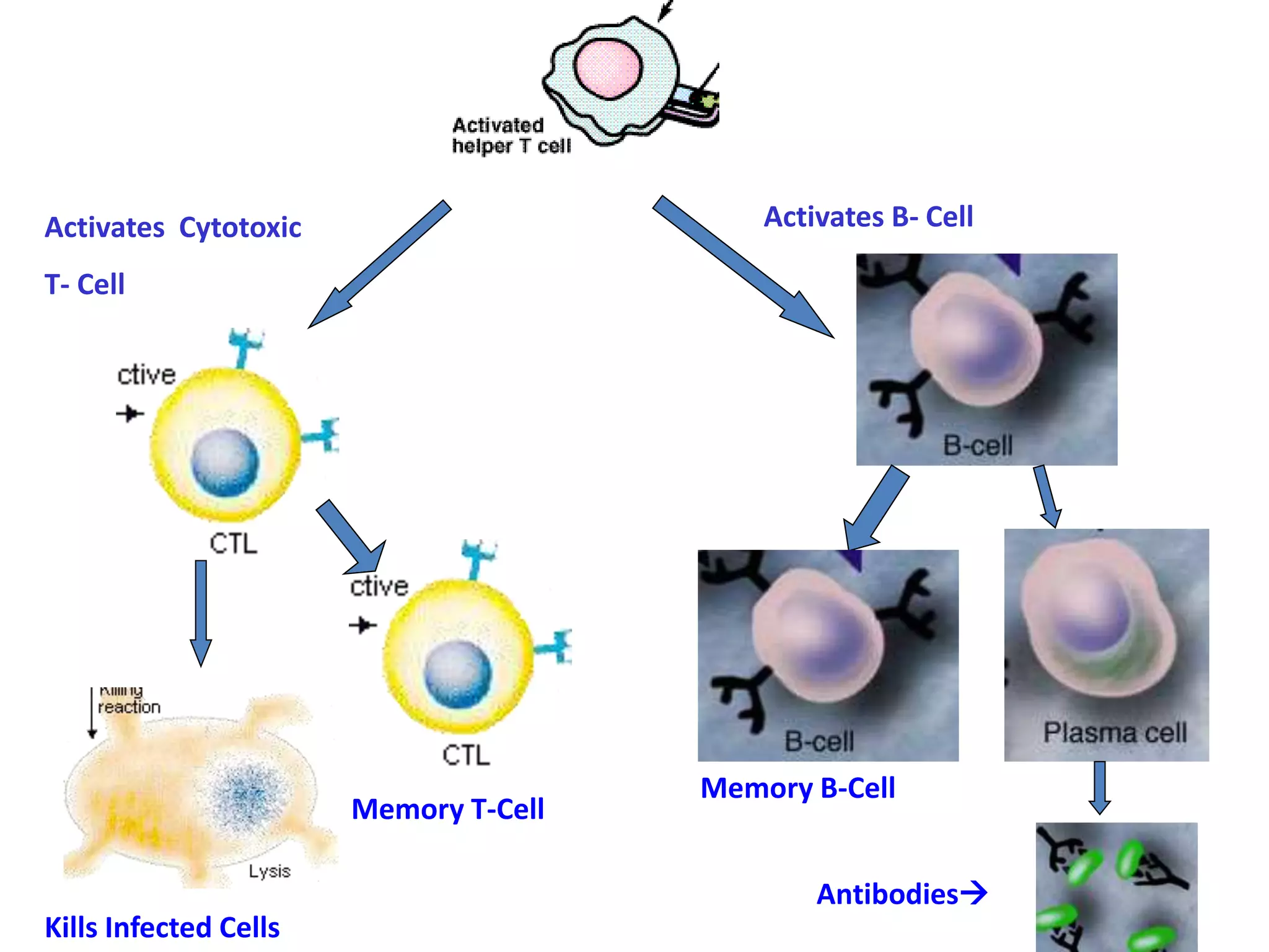 Poultry immune response | PPTX