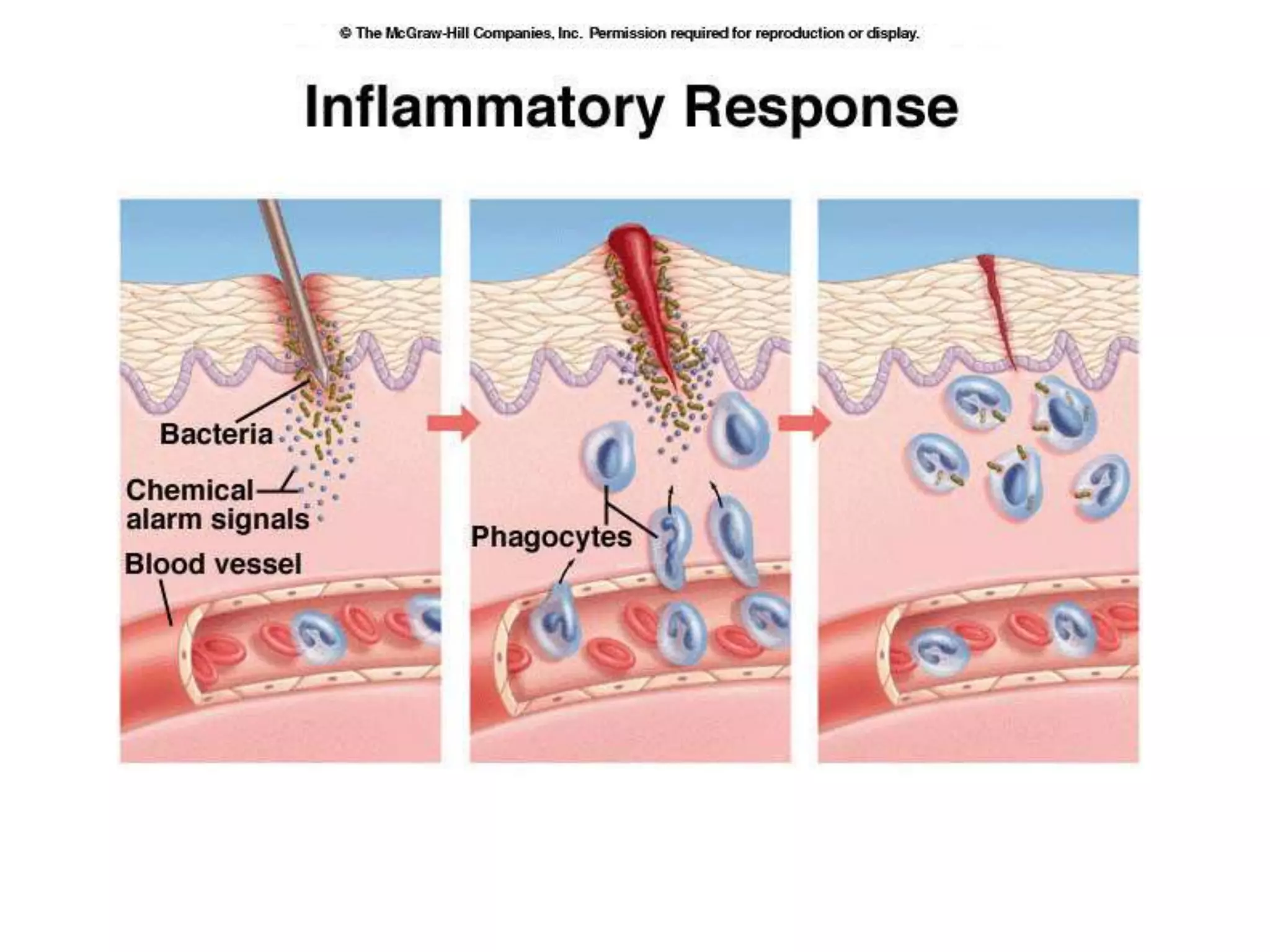 Poultry immune response | PPT