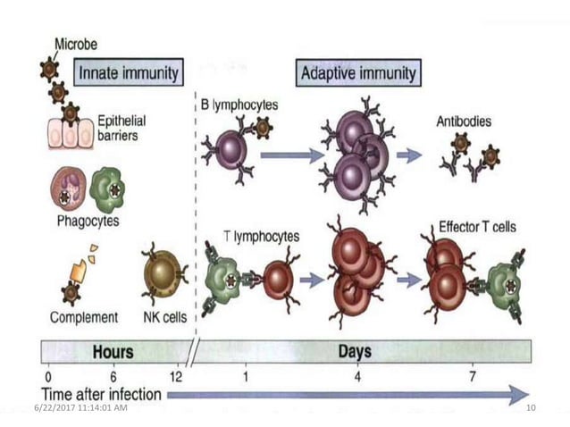 Poultry immune response | PPTX