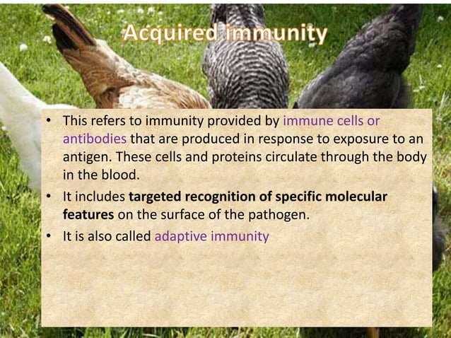 Poultry immune response | PPTX