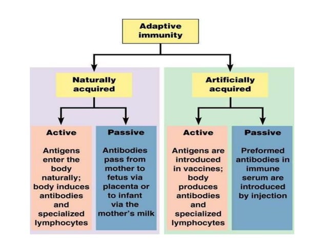 Poultry immune response | PPTX