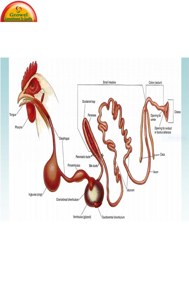 Poultry Anatomy & Diseases | PDF