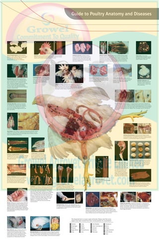 Poultry Anatomy & Diseases | PDF