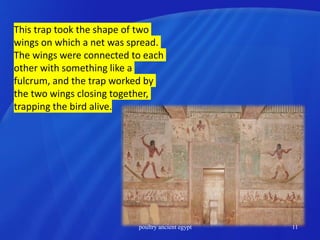 poultry ancient Egypt. pdf | PDF