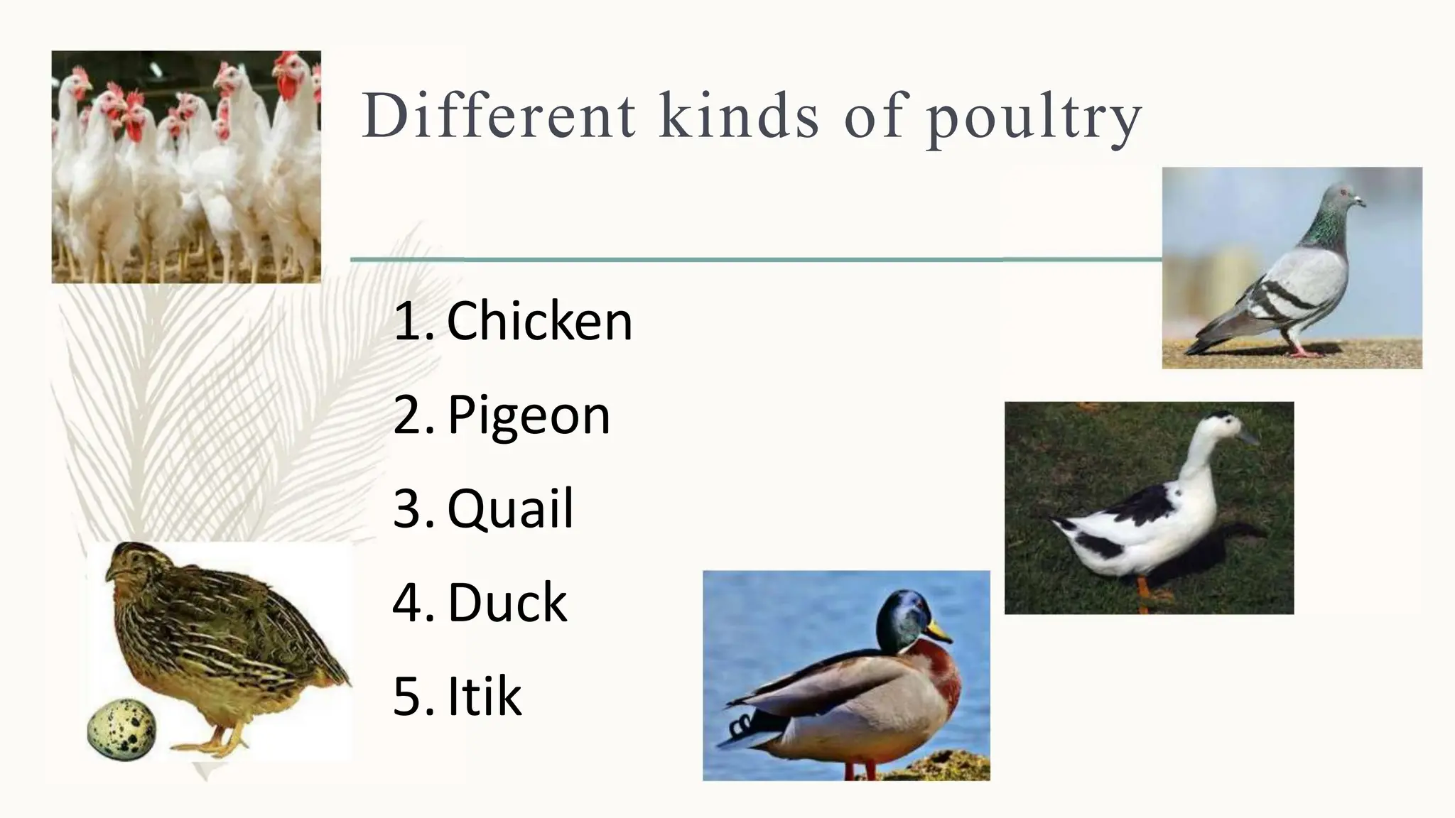TLE Cookery 10 - Poultry and Game, variety | PPT