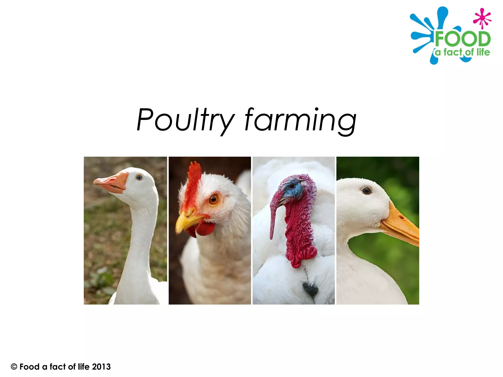 Poultry basics | PPT