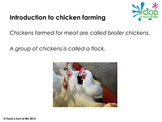 Poultry basics | PPT | Birdwatching | Hobbies & Interests