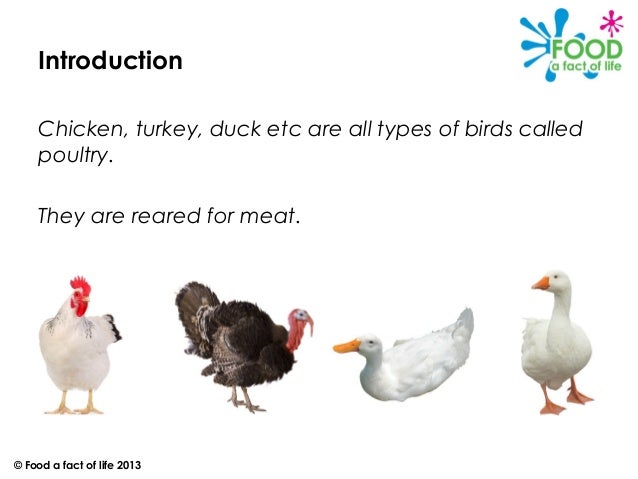 Poultry basics
