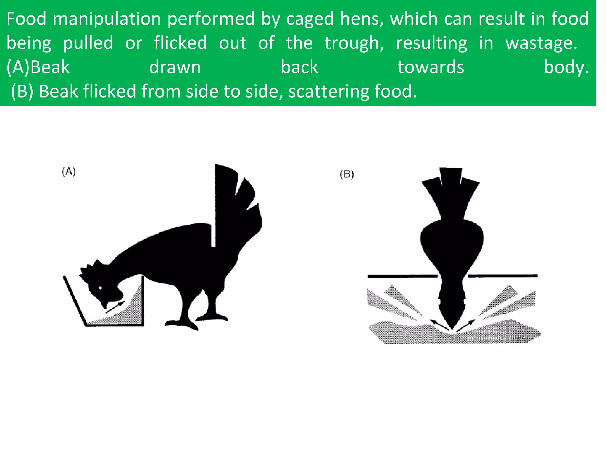 Behaviour Patterns in Poultry | PPT