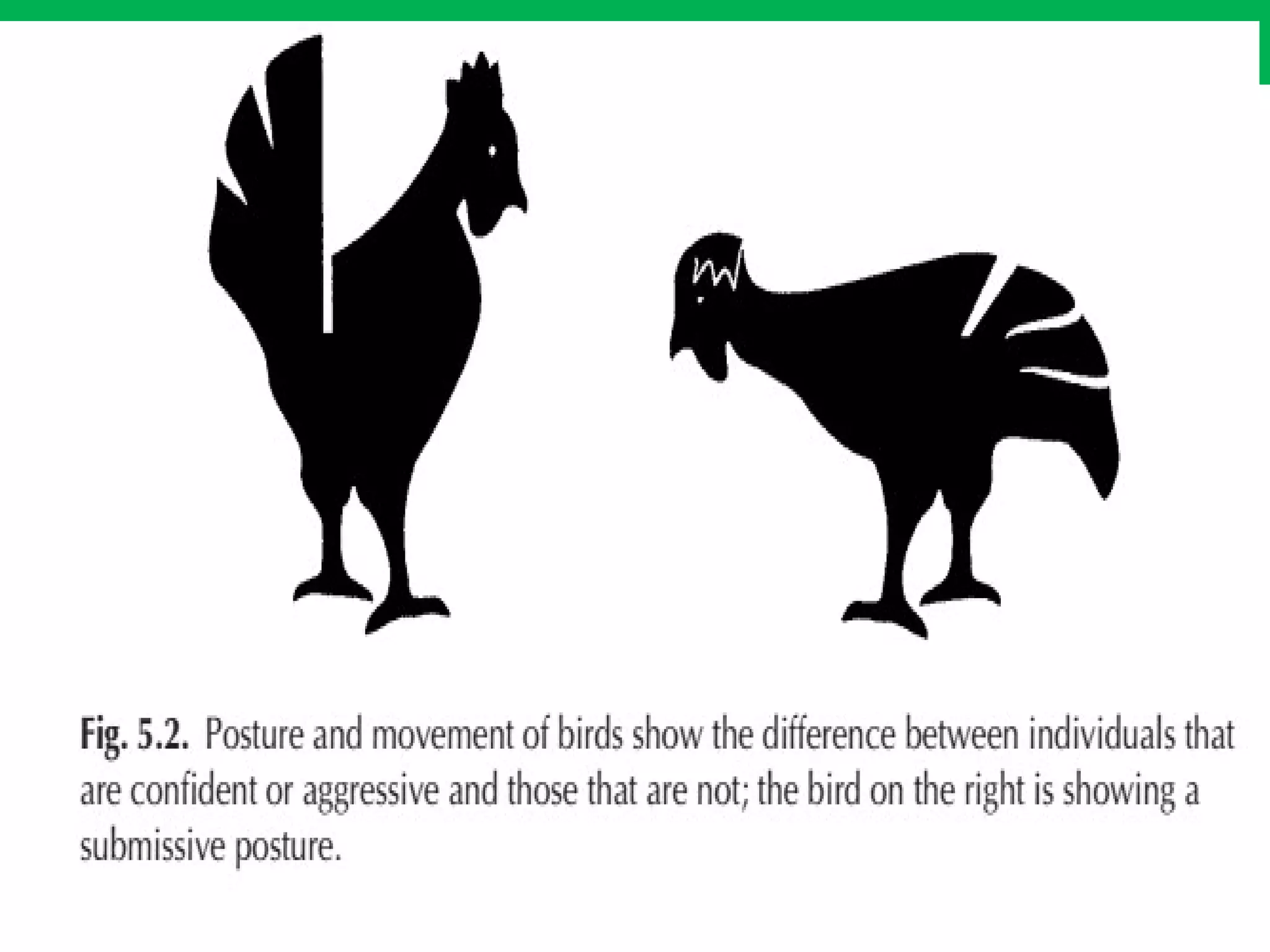 Behaviour Patterns in Poultry | PPT