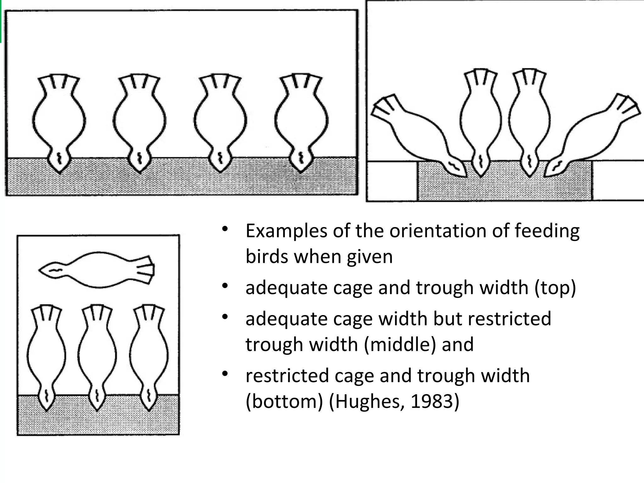 Behaviour Patterns in Poultry | PPT