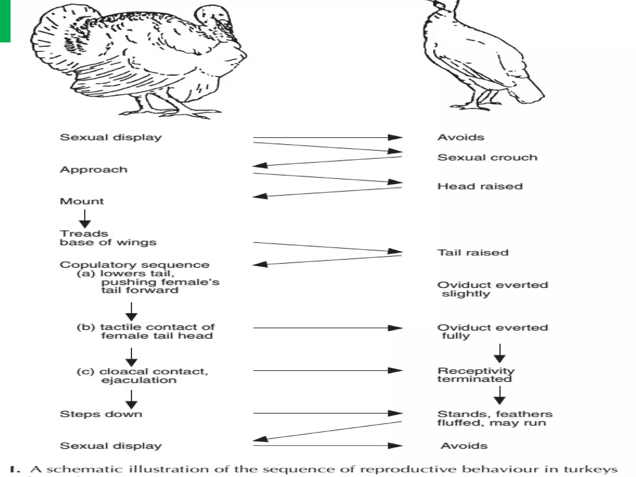 Behaviour Patterns in Poultry | PPT