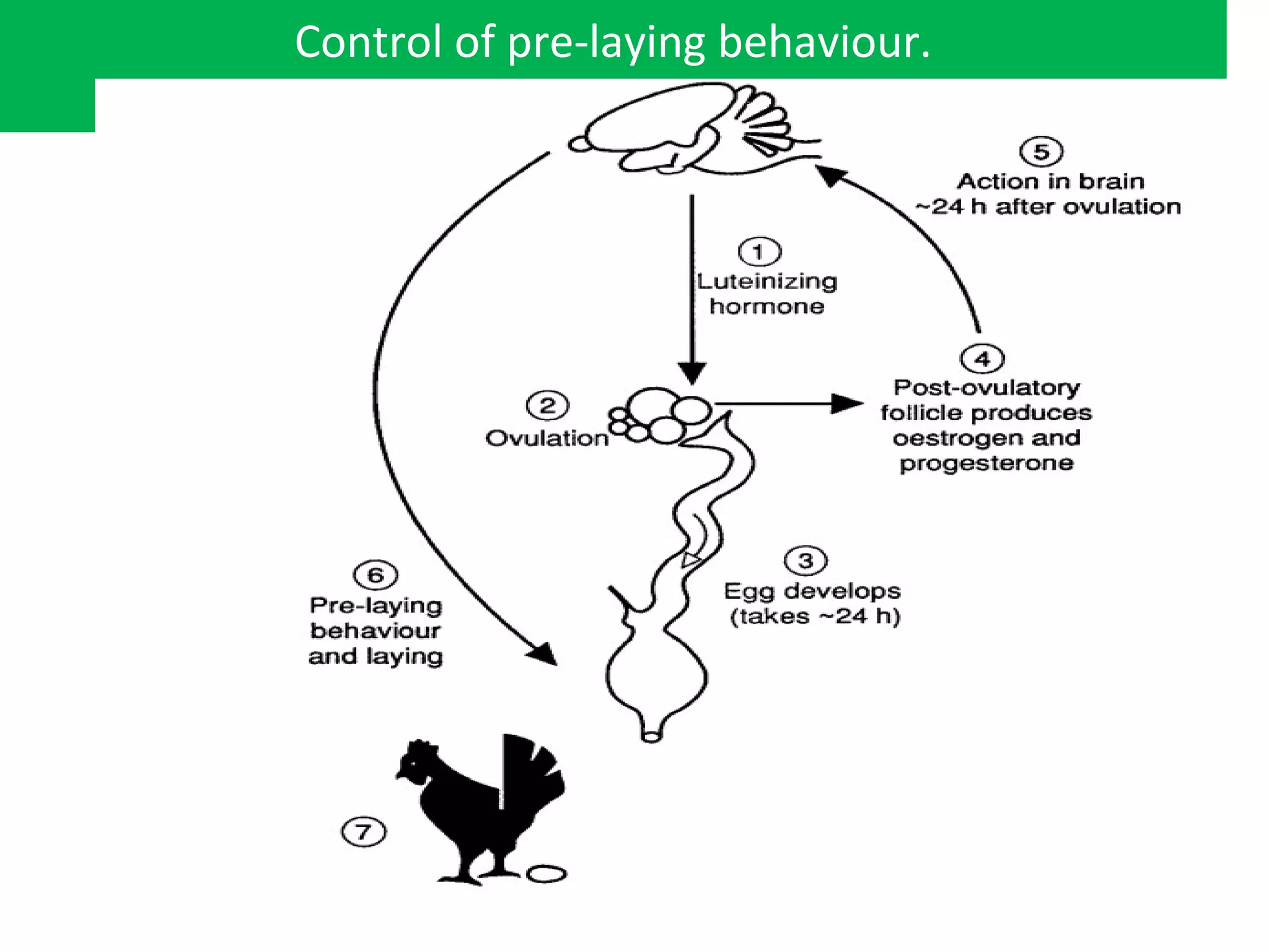 Behaviour Patterns in Poultry | PPT