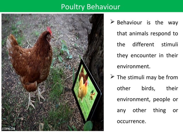 Behaviour Patterns in Poultry | PPT