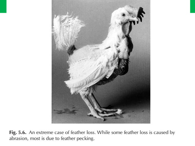 Behaviour Patterns in Poultry | PPT