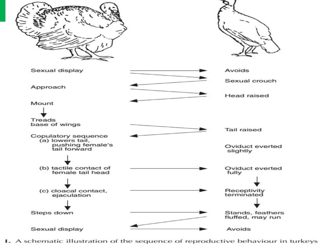Behaviour Patterns in Poultry | PPT