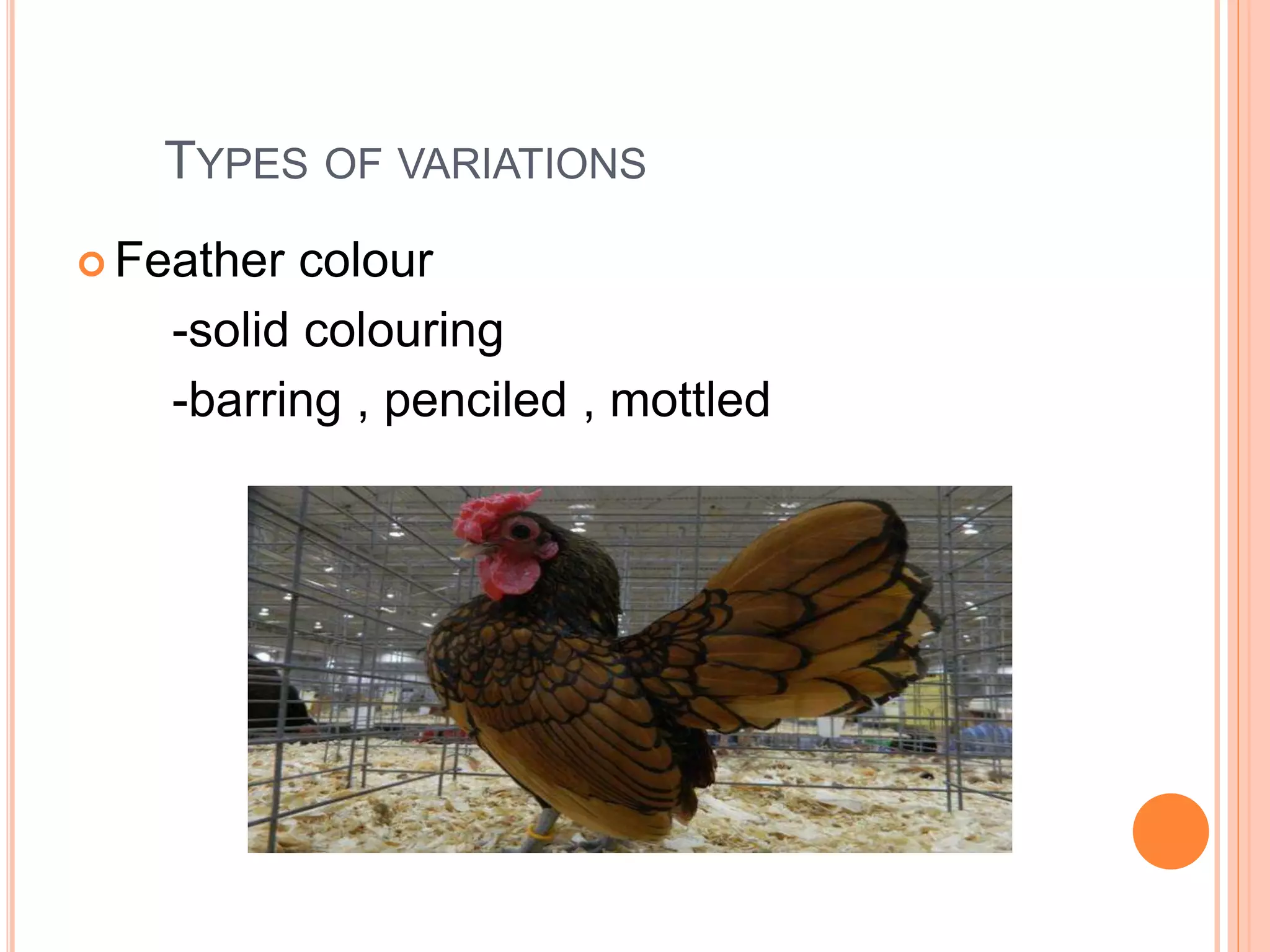 Poultry breeds and products | PPTX
