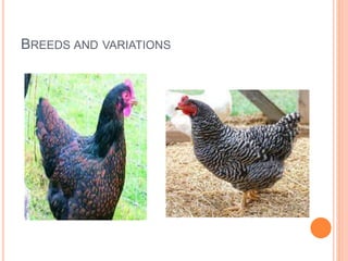 Poultry breeds and products | PPTX