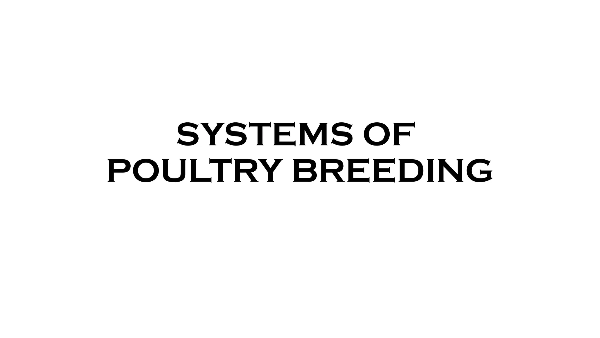Poultry Breeds And Breeding 1 Pptx