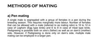 Poultry Breeds and Breeding (1).....pptx