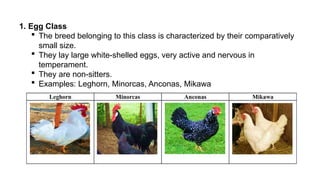 Poultry Breeds and Breeding (1).....pptx