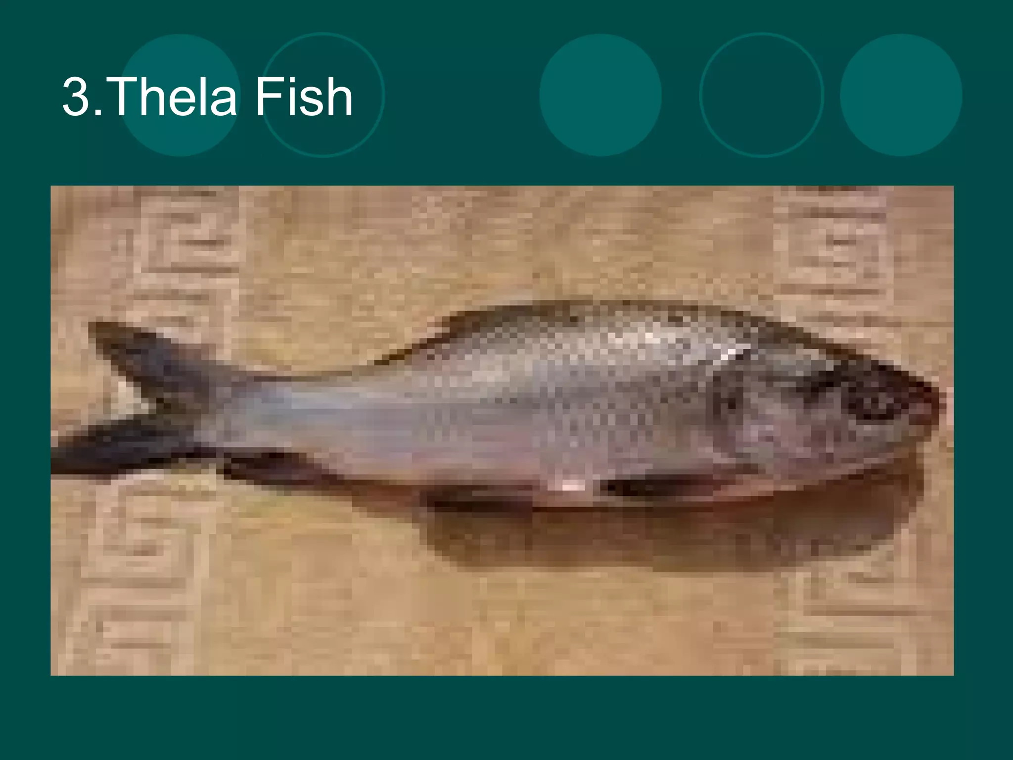Poultry breeds fish breeds Allah Dad Khan | PPT