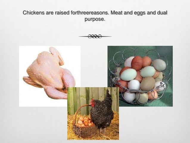 Poultry breeds fish breeds Allah Dad Khan | PPT
