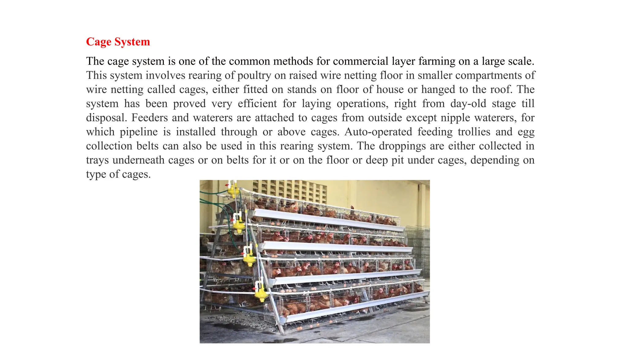 poultry housing and cage_management.pptx