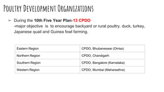 Poultry development programmes in india.pptx