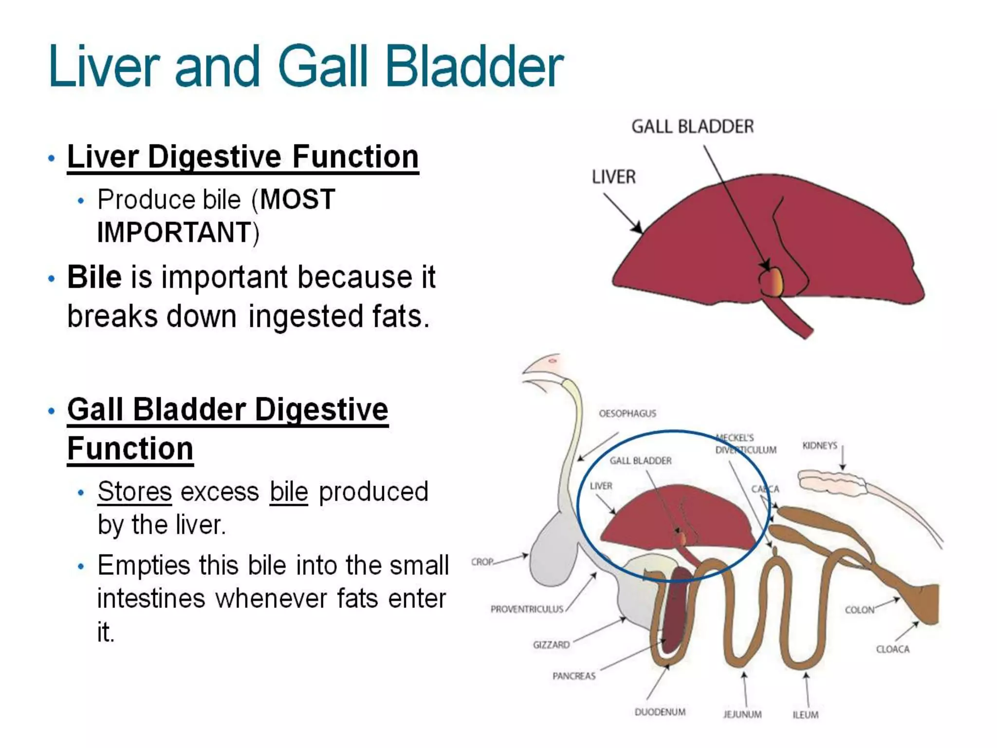 pOULTRY DIGESTION.pptx