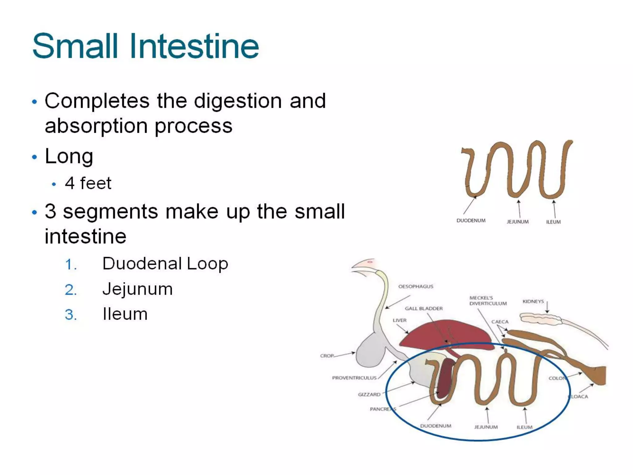 pOULTRY DIGESTION.pptx