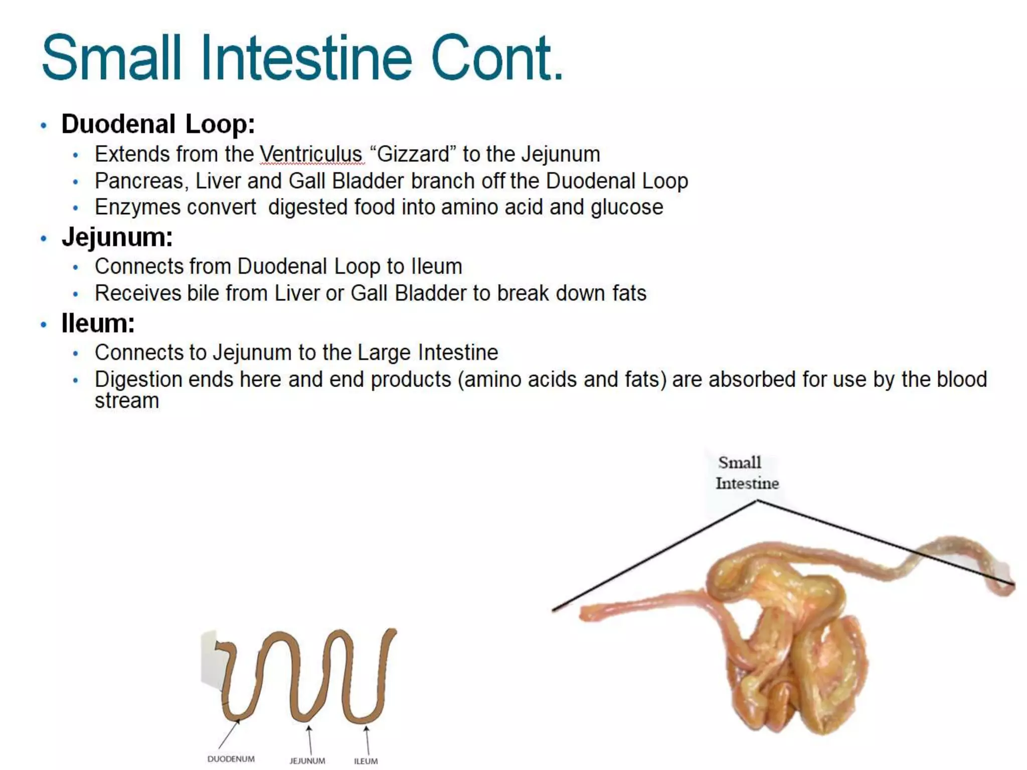 pOULTRY DIGESTION.pptx