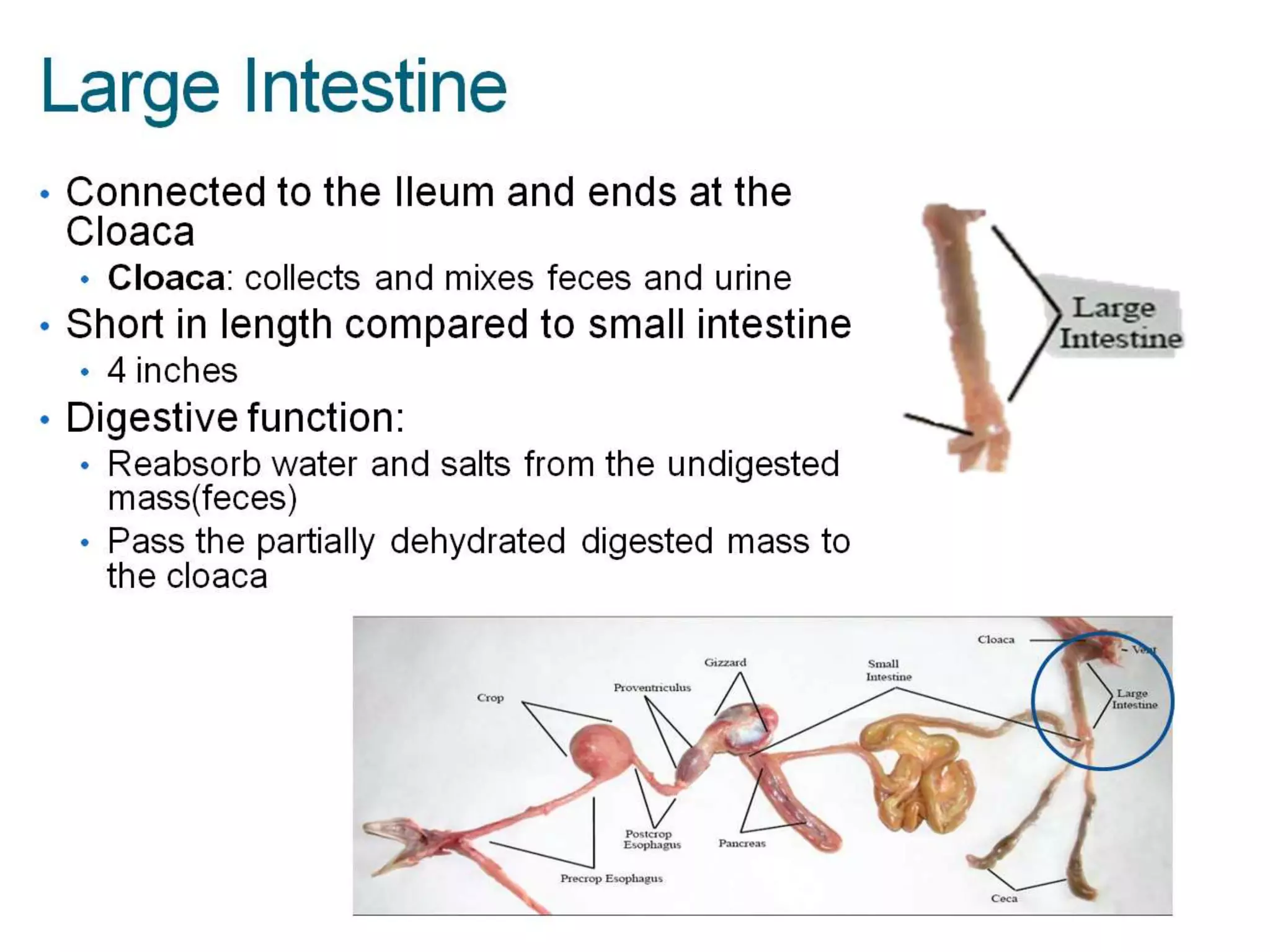 pOULTRY DIGESTION.pptx