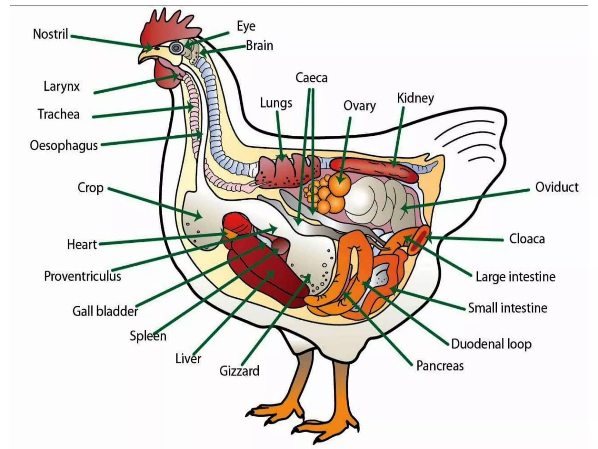 pOULTRY DIGESTION.pptx