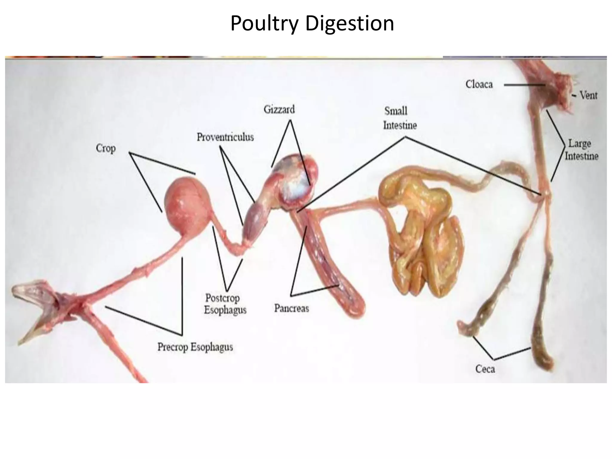 pOULTRY DIGESTION.pptx